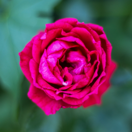 Raspberry Royale Rose